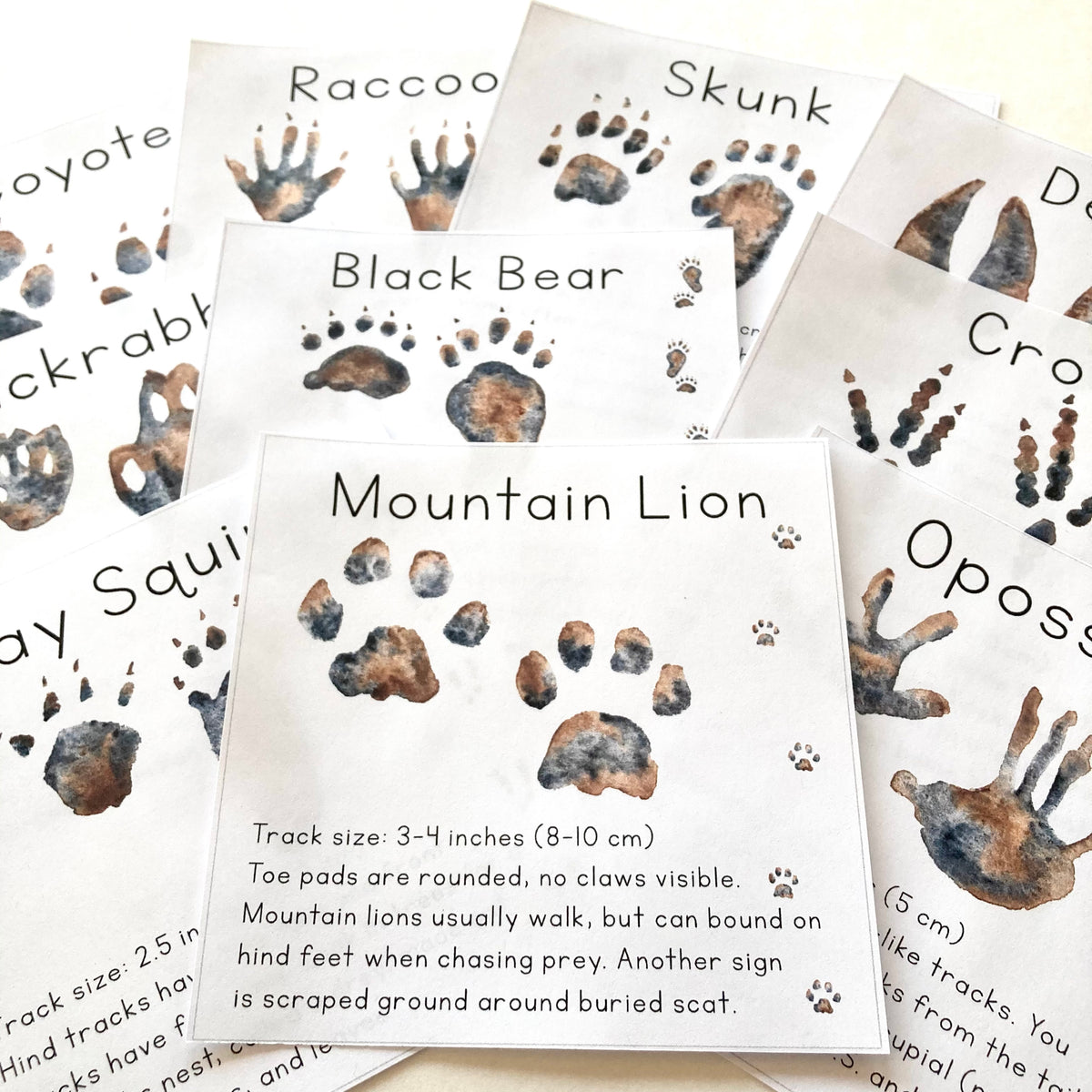 Animal Track Learning Cards: Digital Download – Tiny Nest Studio