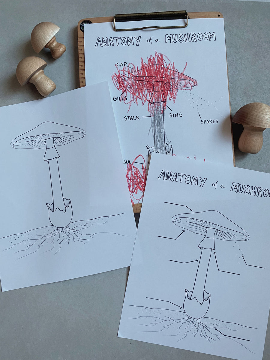 Mushroom Anatomy Coloring Page Digital Download – Tiny Nest Studio