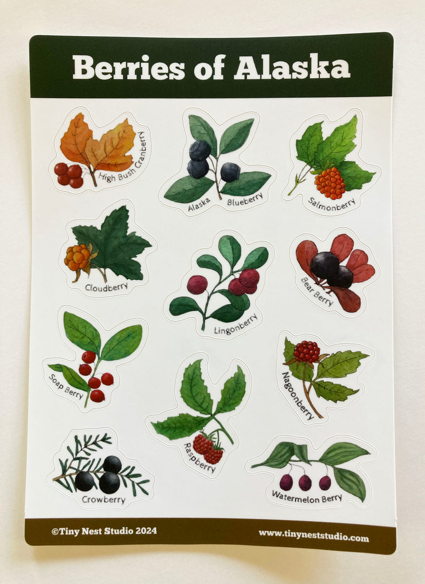Berries of Alaska Sticker Sheet – Tiny Nest Studio