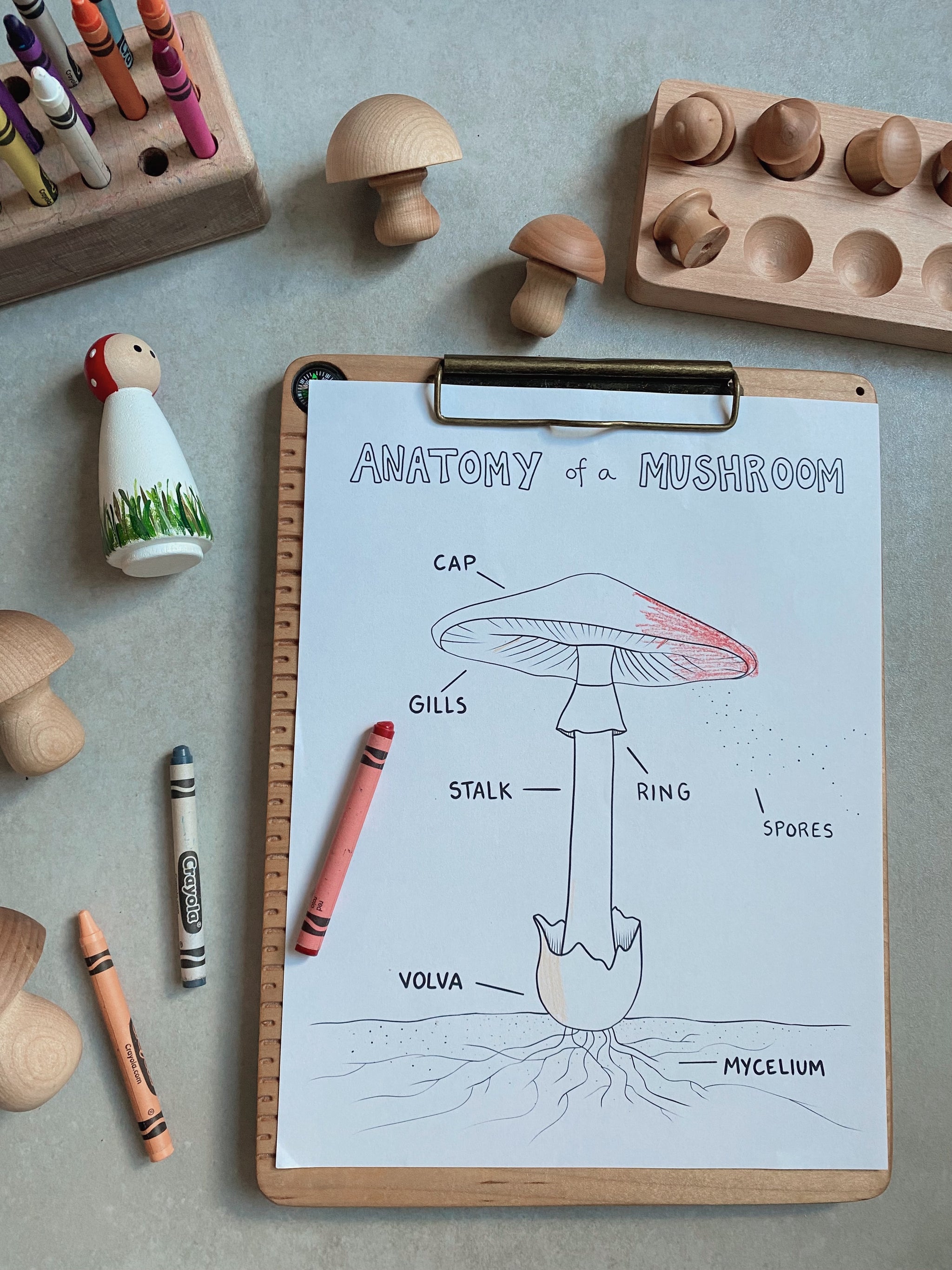 Mushroom Anatomy Coloring Page Digital Download – Tiny Nest Studio