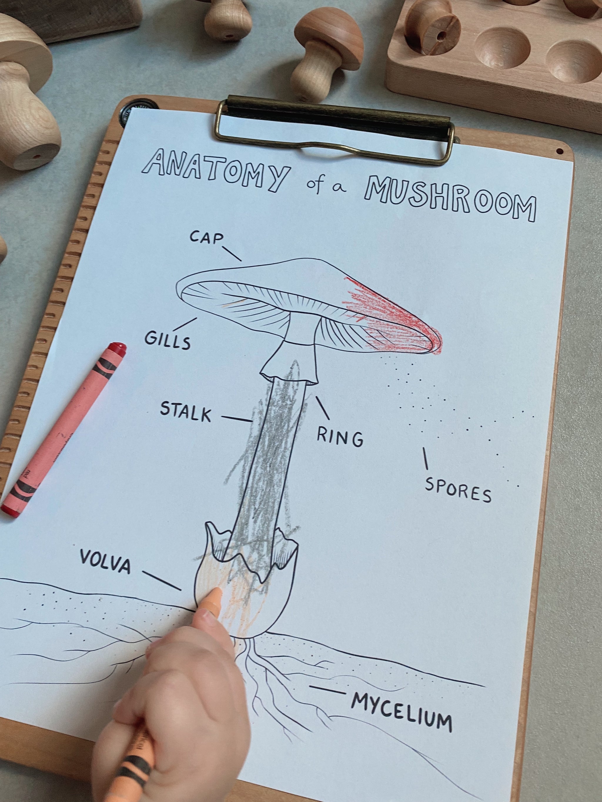 Mushroom Anatomy Coloring Page Digital Download – Tiny Nest Studio