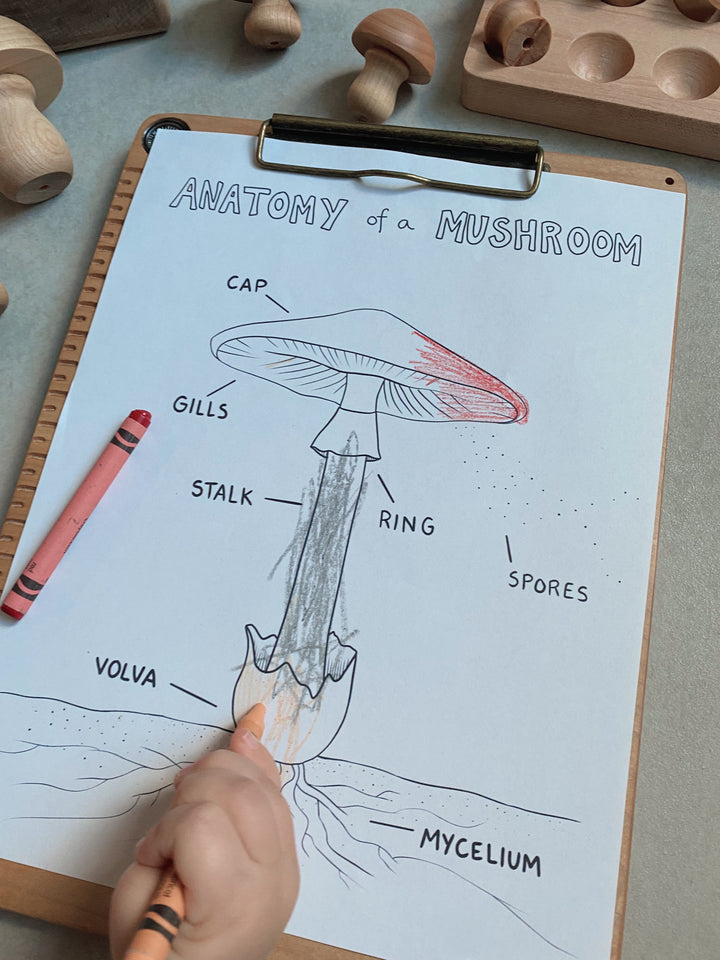 Mushroom Anatomy Coloring Page Digital Download – Tiny Nest Studio