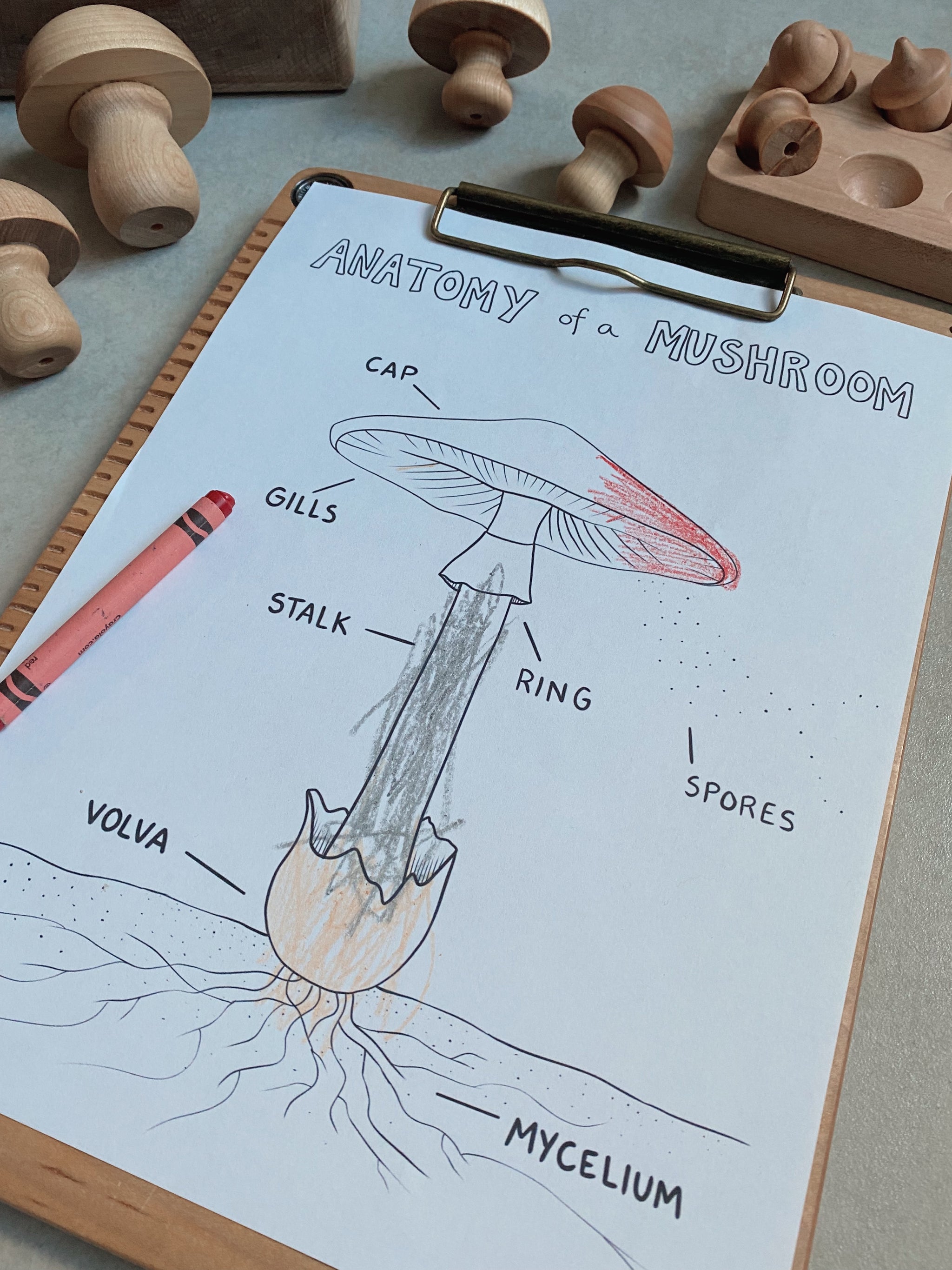 Mushroom Anatomy Coloring Page Digital Download – Tiny Nest Studio